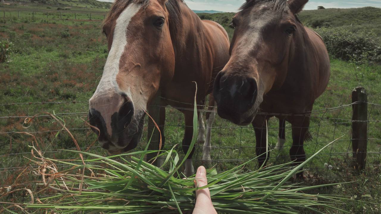 Quelle alimentation donner à mon cheval