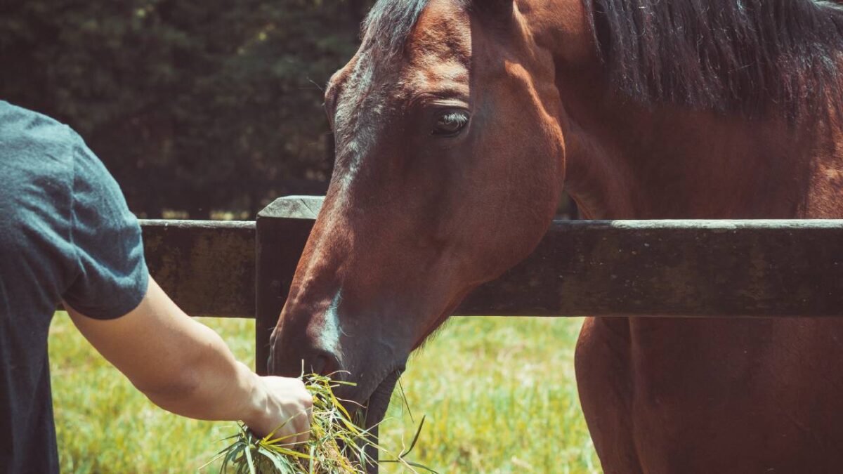 Quelle alimentation donner à mon cheval