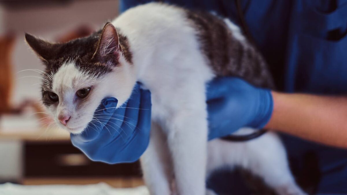 Mon chat vomit de la bile : pourquoi et que faire