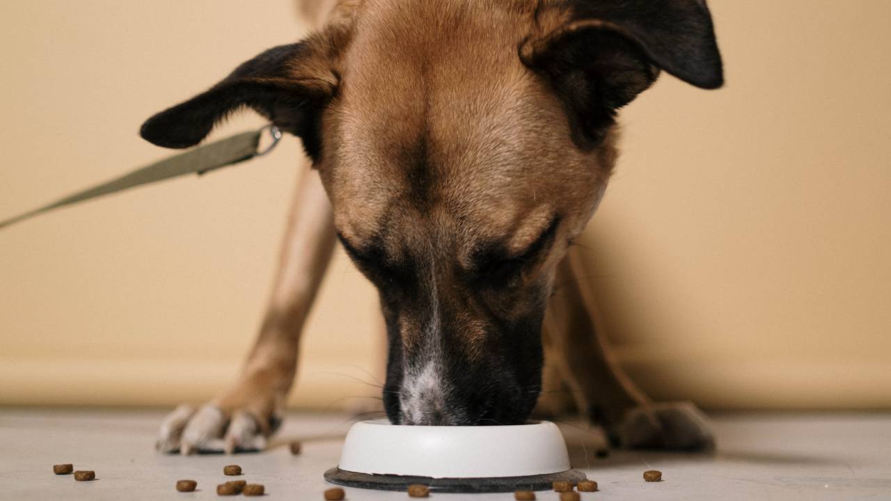 Nourrir son chien : Quelle quantité et à quelle fréquence