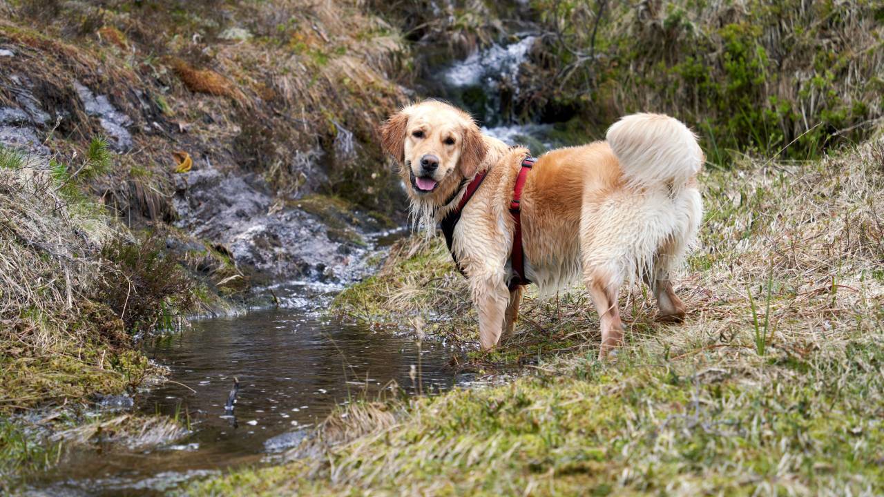Quels accessoires de cani-rando utiliser avec son chien