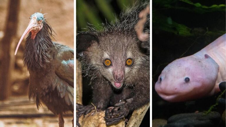 Quel est l'animal le plus rare au monde ? Top 10