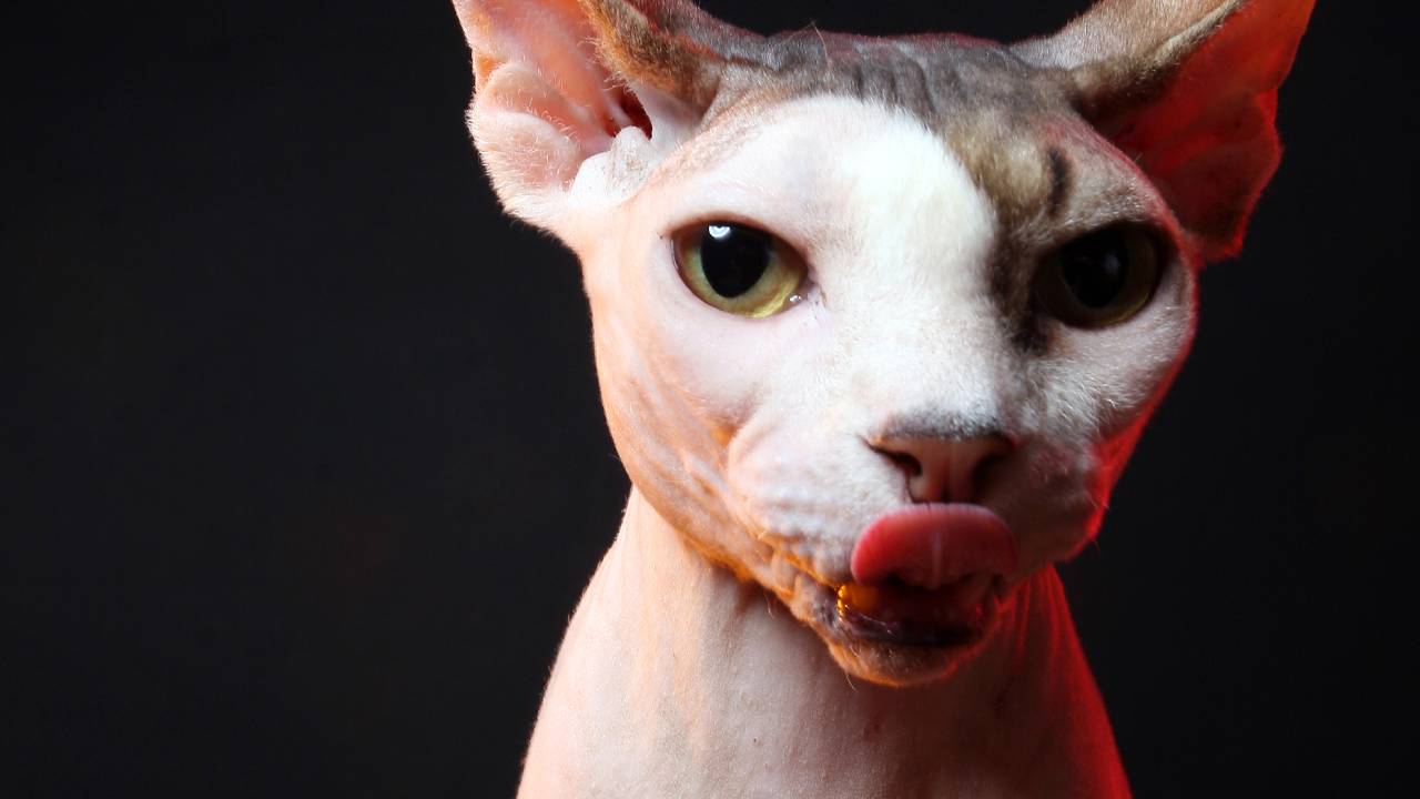 Quel est le chat le plus moche du monde ? Top 10