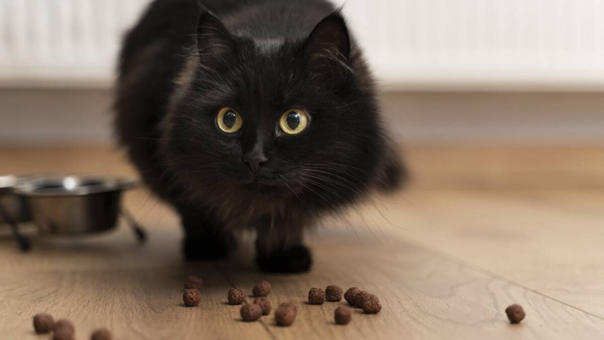 Les meilleurs jeux pour stimuler l'esprit de votre chat