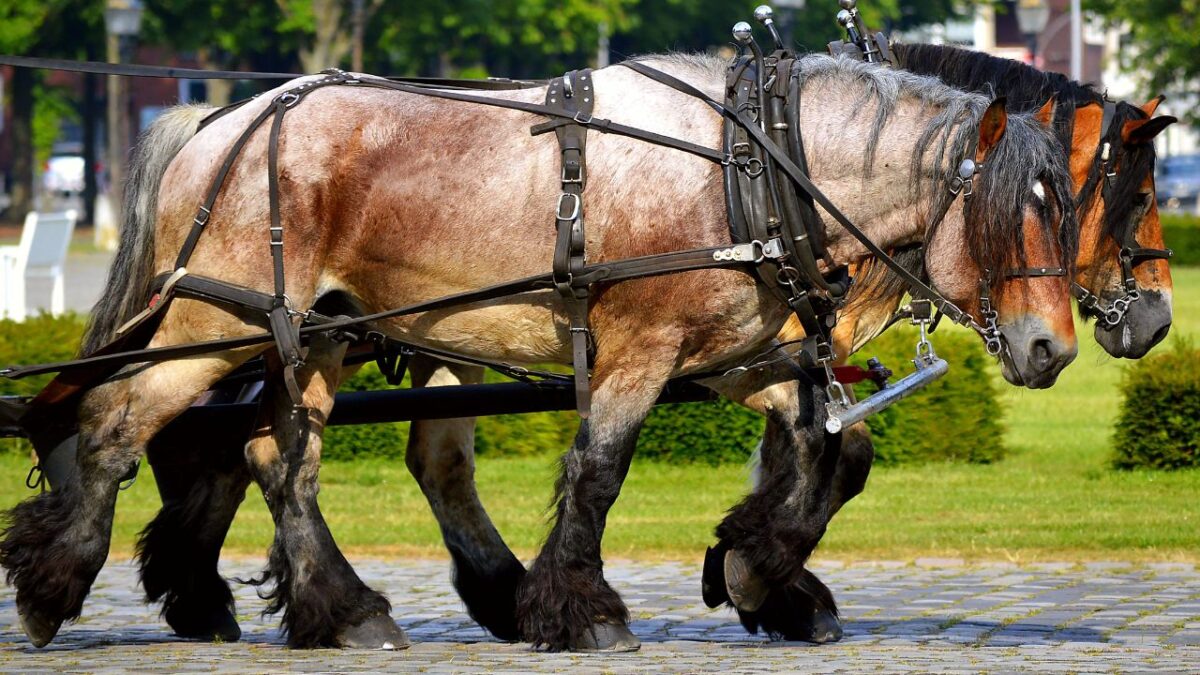 Cheval de trait en France : TOP 10