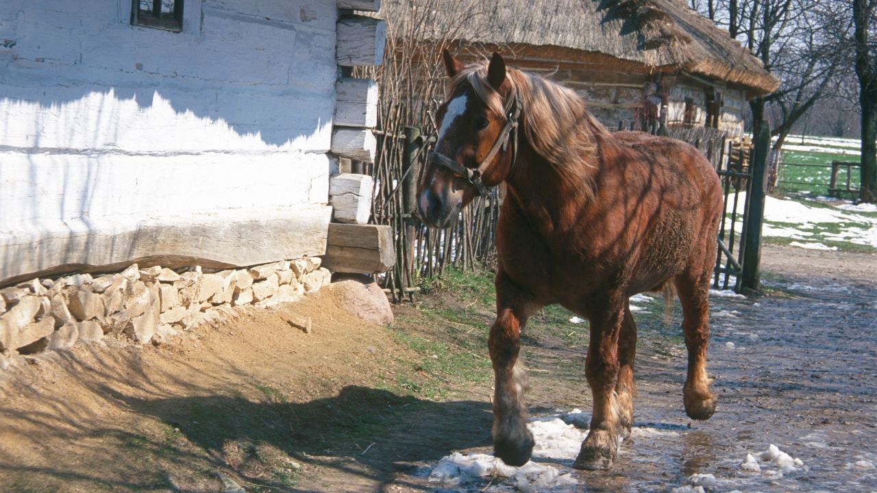 Cheval de trait en France : TOP 10
