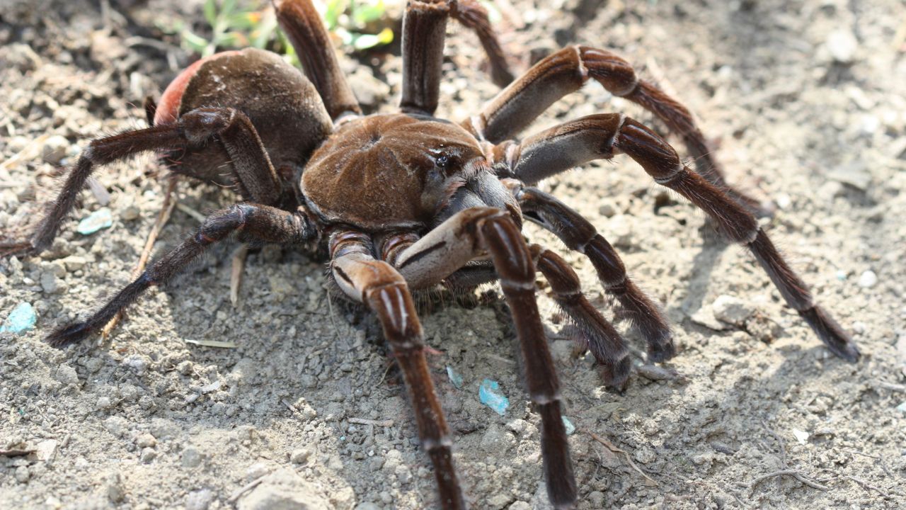 Les plus grosses araignées du monde : Top 10