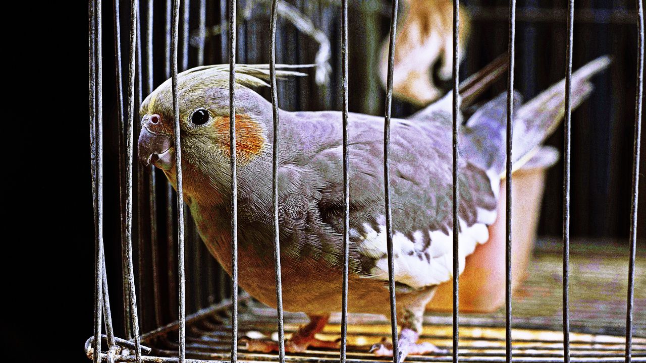 Comment aménager une cage idéale pour oiseau