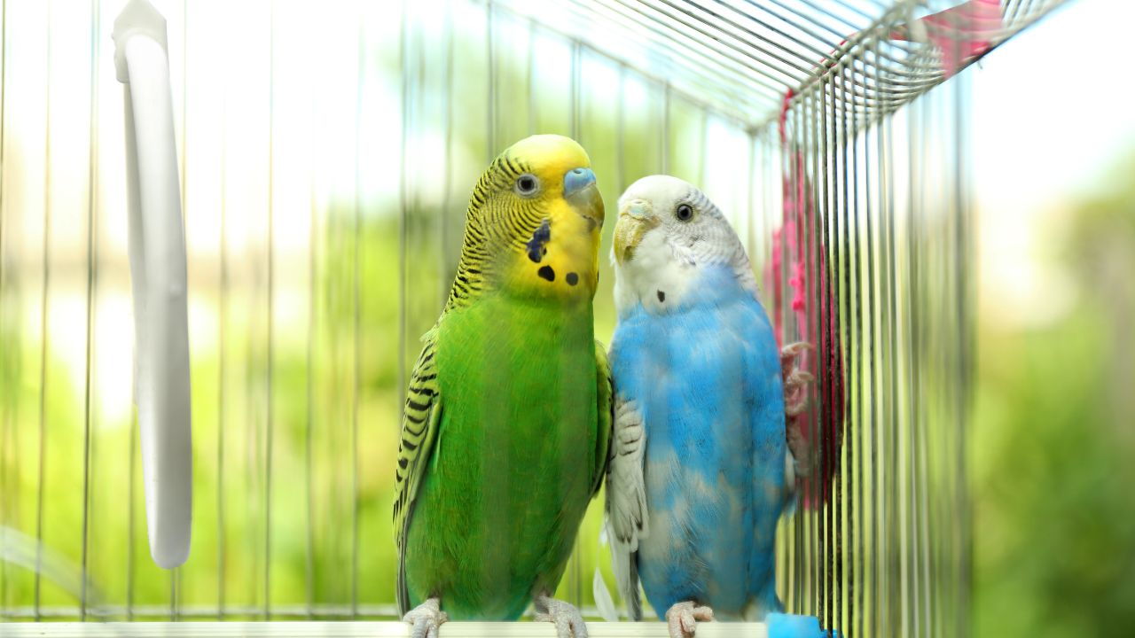 Comment aménager une cage idéale pour oiseau