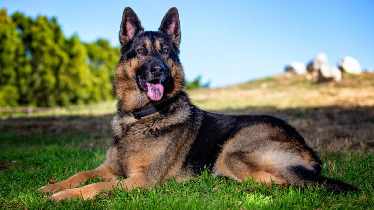 Le malinois croisé berger allemand