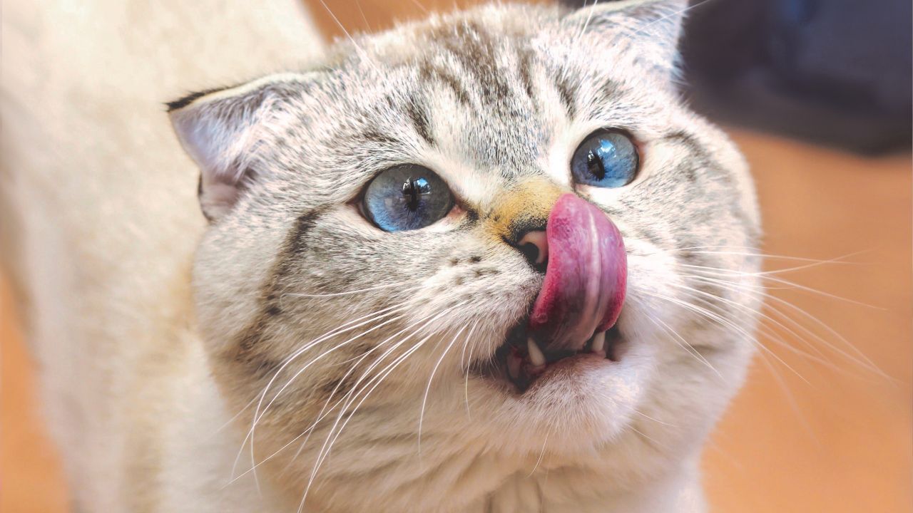 Tout savoir sur la trisomie chez le chat