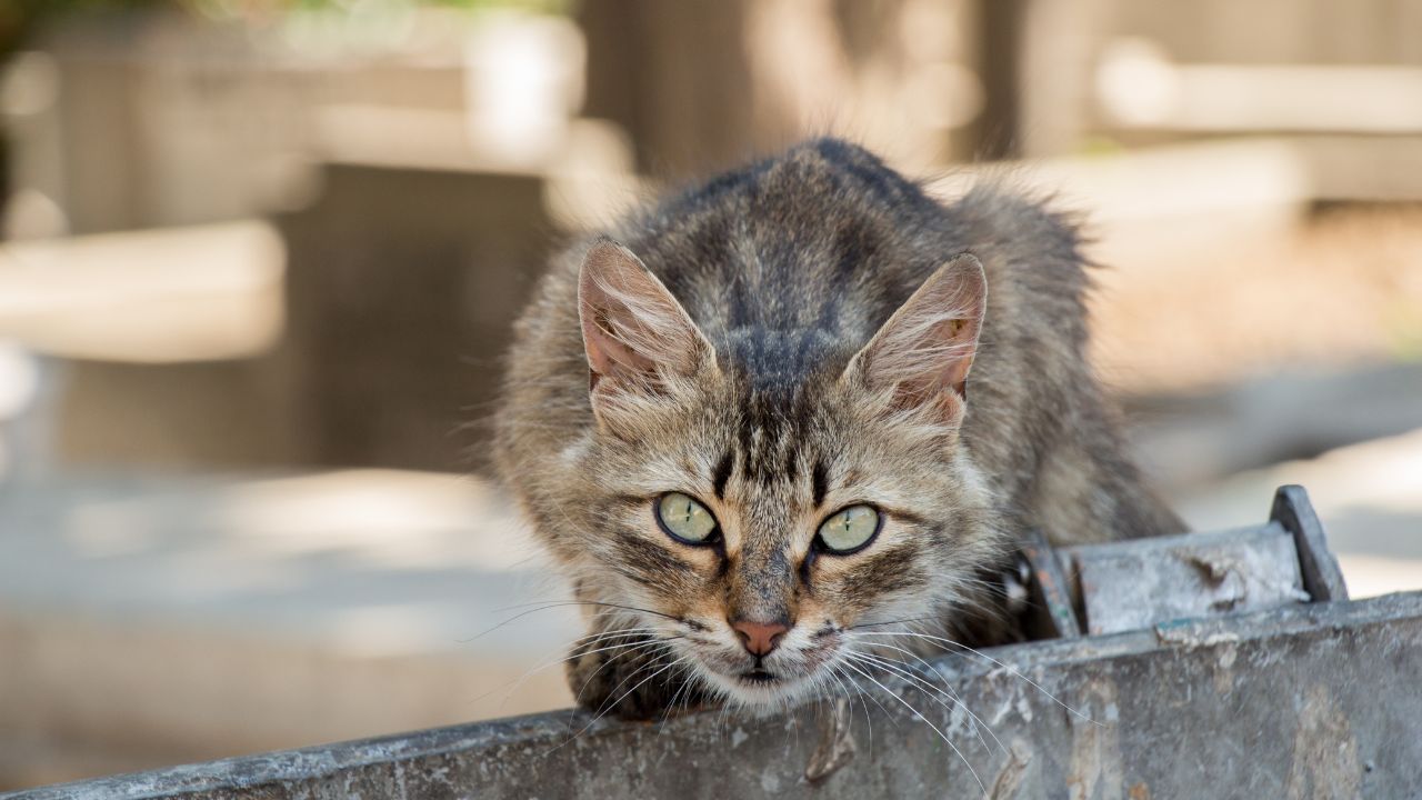 Tout savoir sur la vision des chats