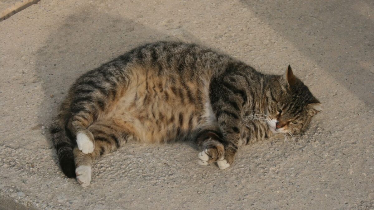 Les signes précurseurs de la gestation chez la chatte