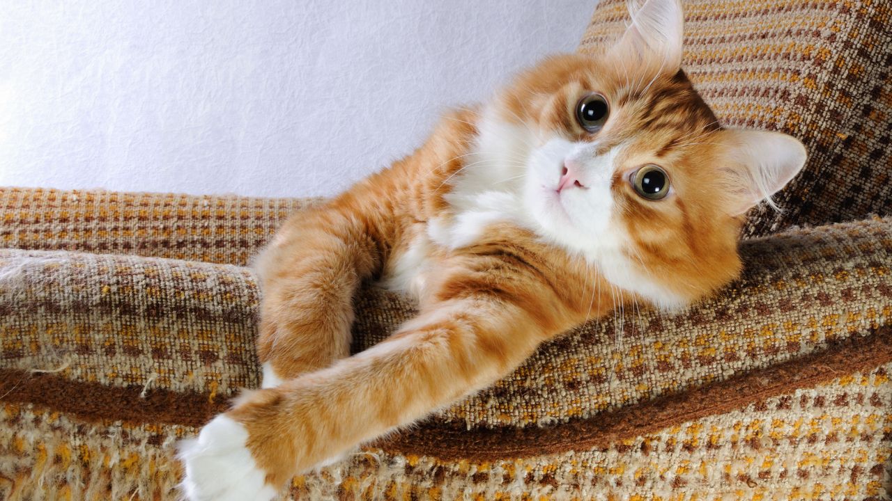 Tout savoir sur la trisomie chez le chat