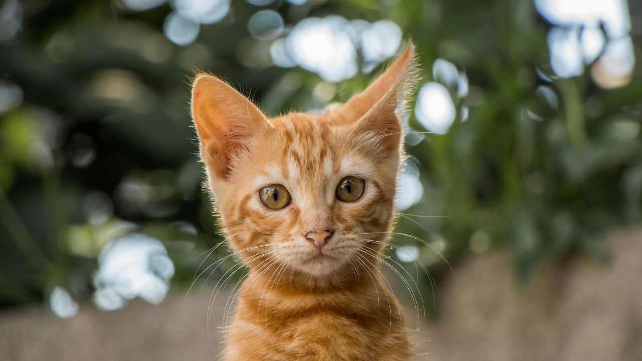 Tout savoir sur la vision des chats