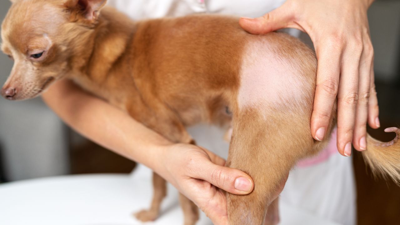 Qu'est-ce que la pelade du chien