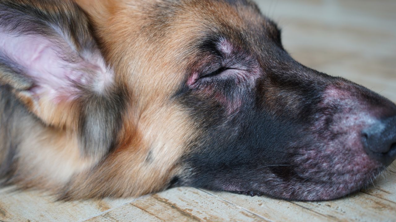 Qu'est-ce que la pelade du chien